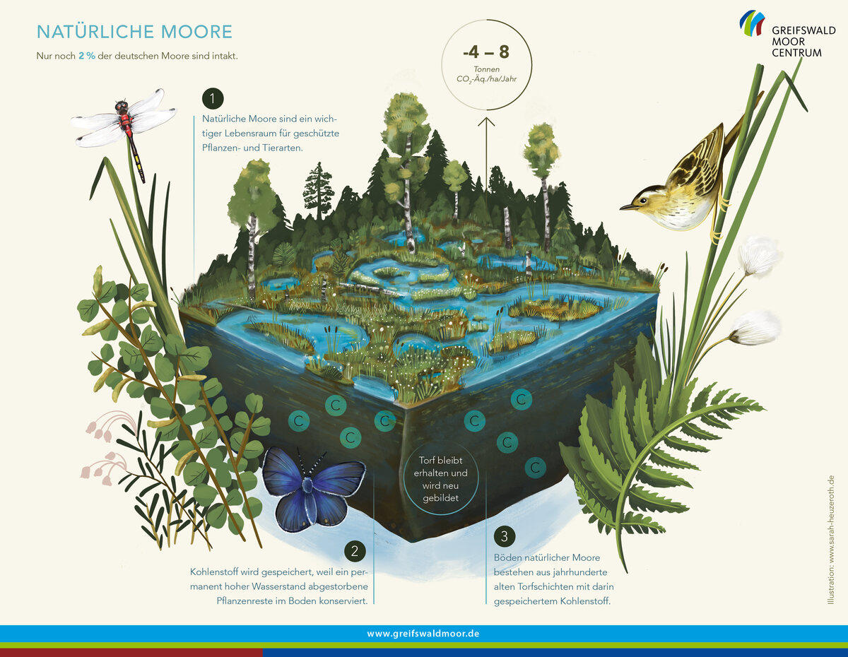 Succow Stiftung | Detail