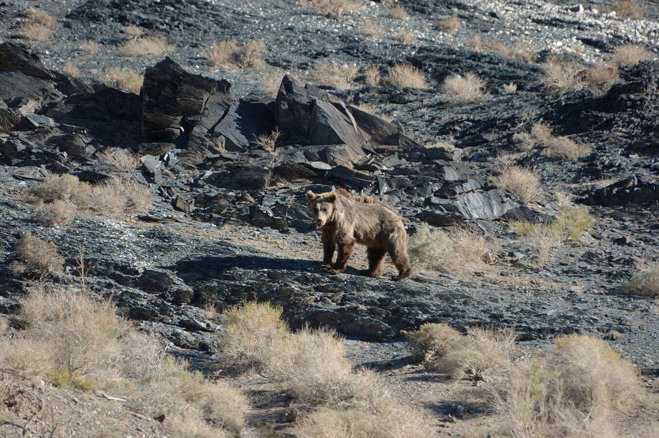 gobi bear